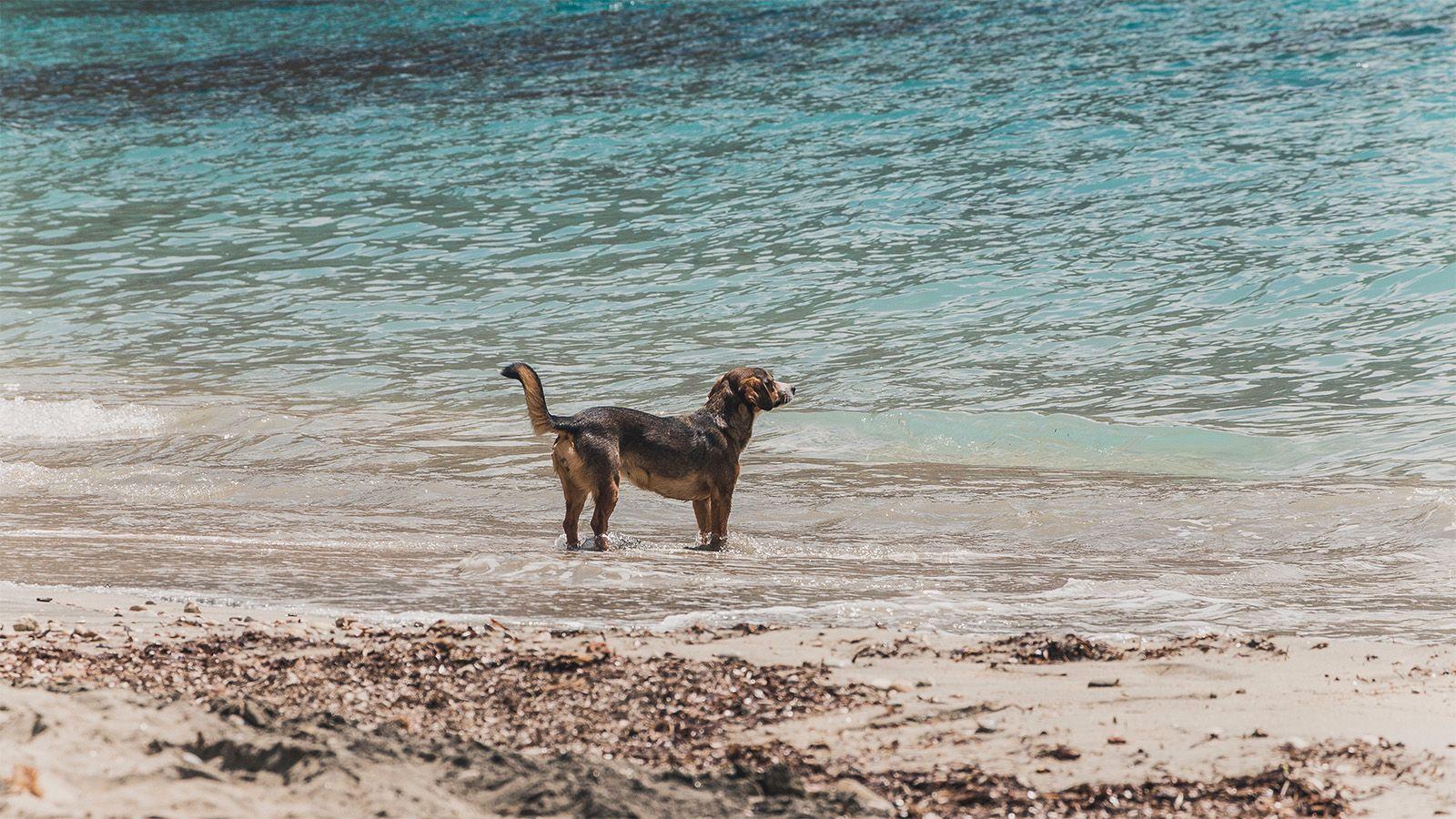 The most dog-friendly beaches in South Cornwall | Paws & Stay