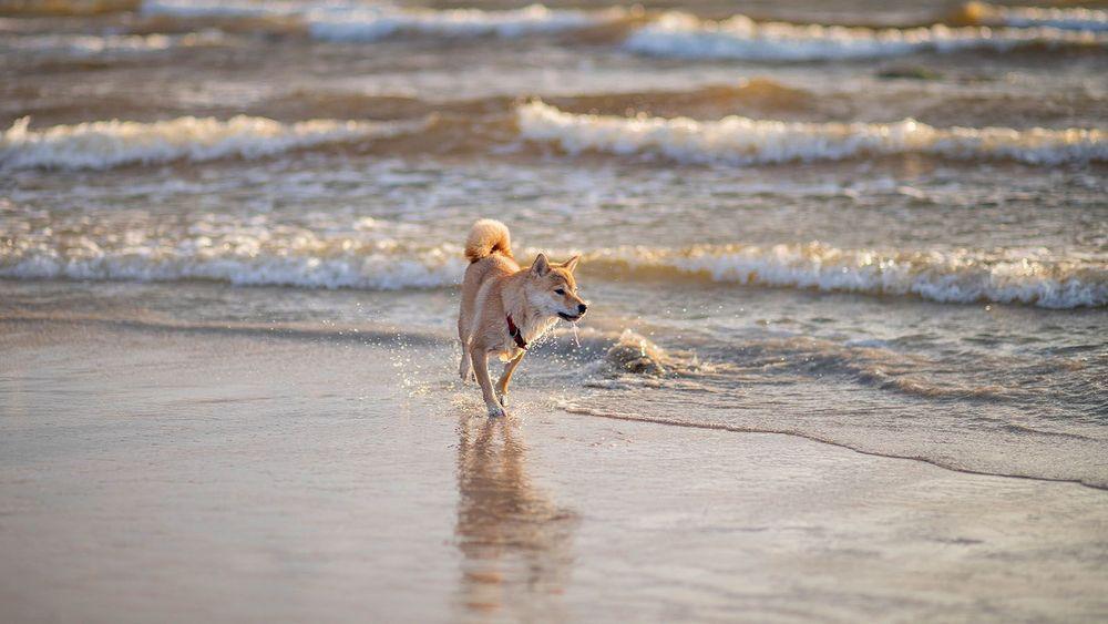 Dog-friendly places to stay in the West Country | Paws & Stay