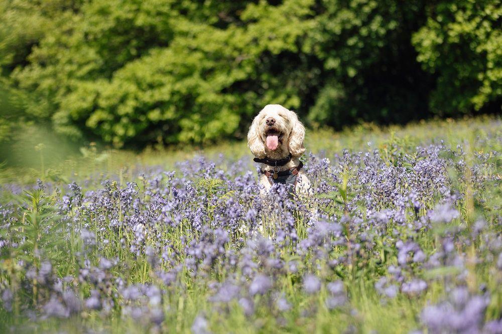 Our top dog-friendly activities in Cornwall | Paws & Stay