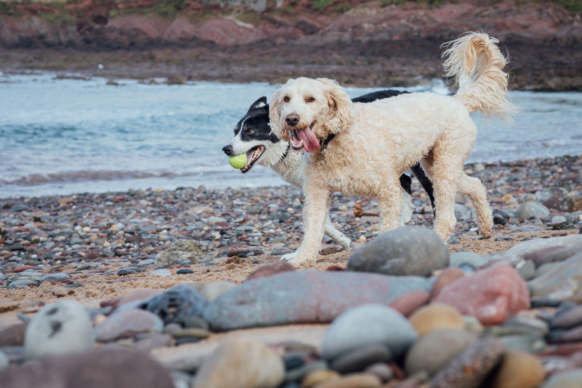 The best dog-friendly beaches in Cornwall | Paws & Stay