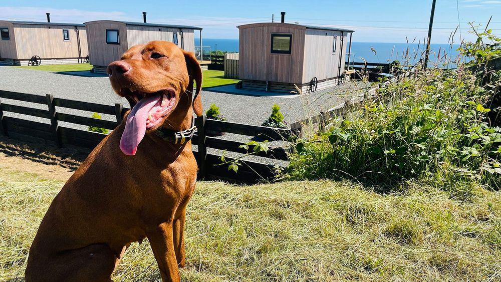 Little Oak at 3 Little Huts, Scotland | Paws & Stay