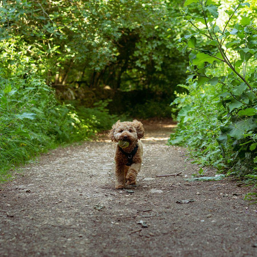 Team story: How to prepare for your dog’s first season by Leila & Ruby | Paws & Stay