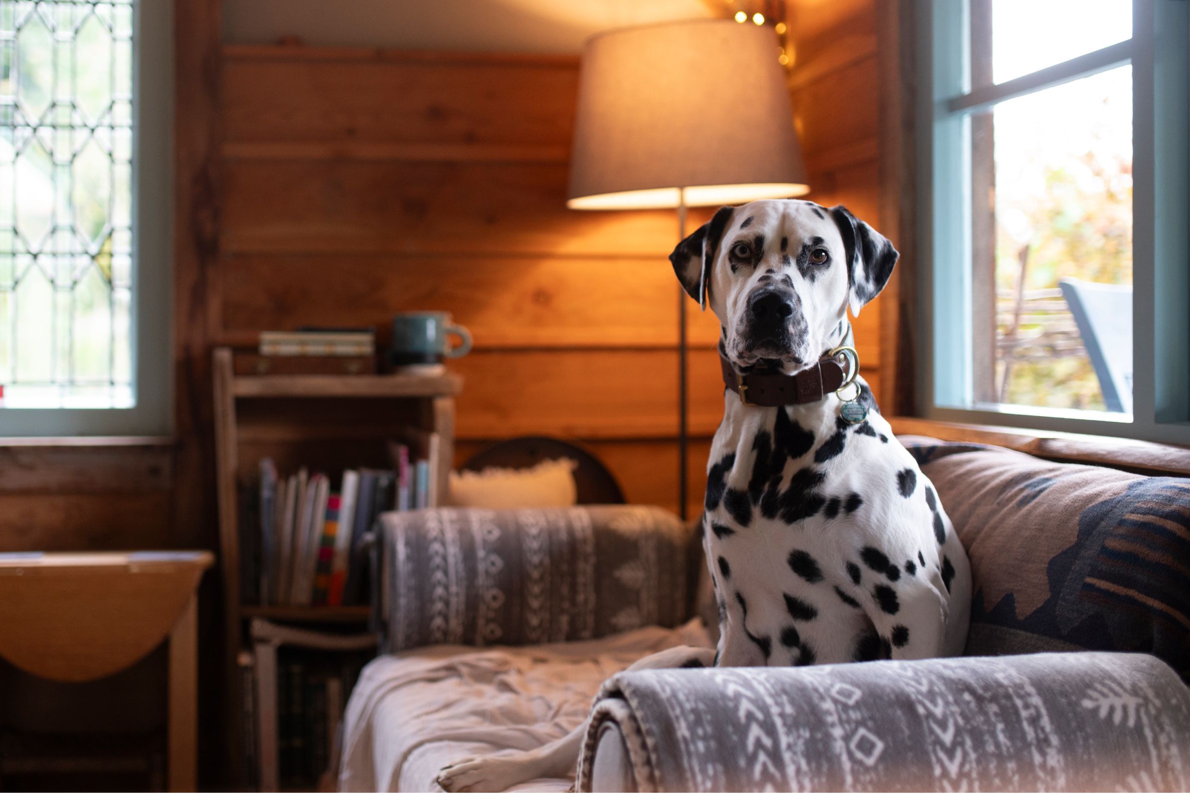 Dog-friendly holidays by Paws & Stay | Paws & Stay