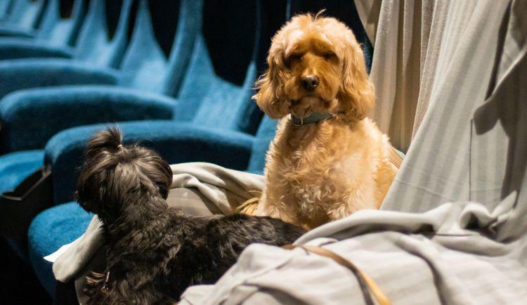 Dog-friendly cinemas across the UK | Paws & Stay