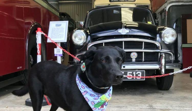 Dog-friendly museums you can visit in Britain | Paws & Stay