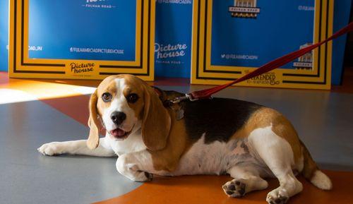 Dog-friendly cinemas across the UK | Paws & Stay