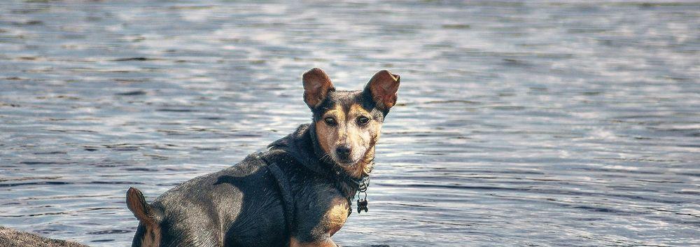 The best lochs in Scotland to visit with your dog | Paws & Stay