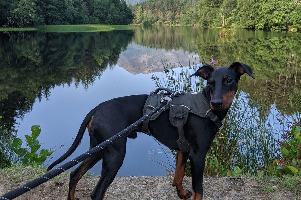 The best lochs in Scotland to visit with your dog | Paws & Stay