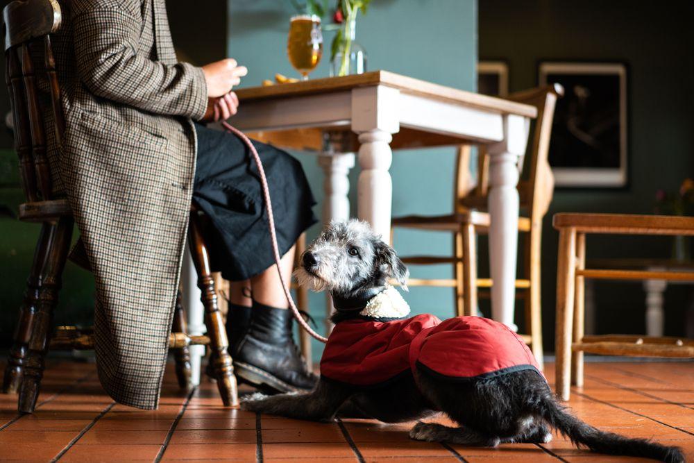 How to get your dog to settle in the pub | Paws & Stay