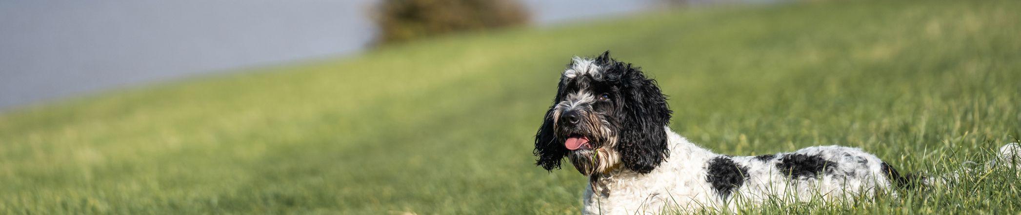 The best dog-friendly places in the UK | Paws & Stay