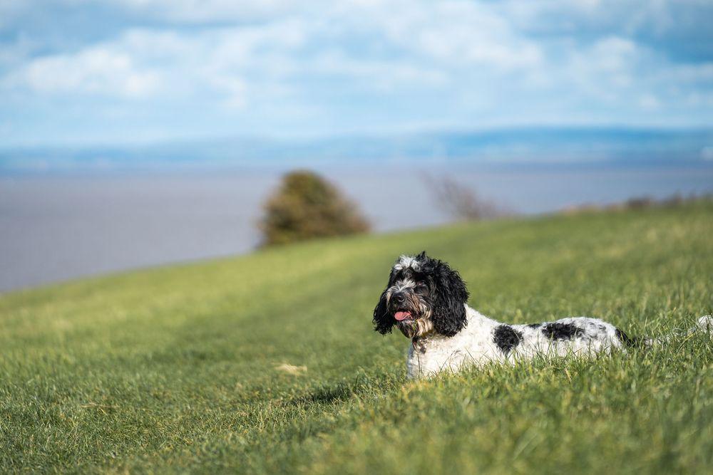 The best dog-friendly places in the UK | Paws & Stay