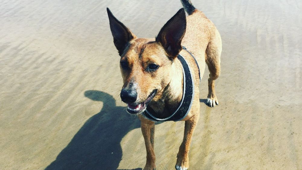 The best dog-friendly walks in Northumberland | Paws & Stay