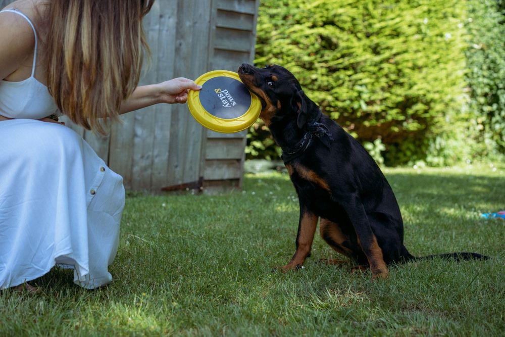 How to build a meaningful relationship with your dog | Paws & Stay