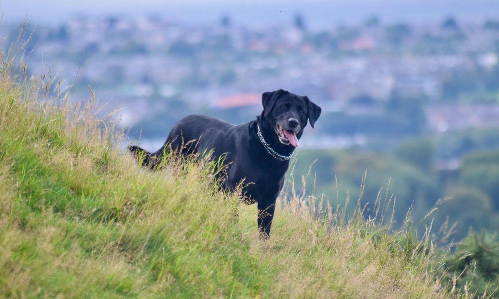 Our favourite dog walks in bonny Scotland | Paws & Stay