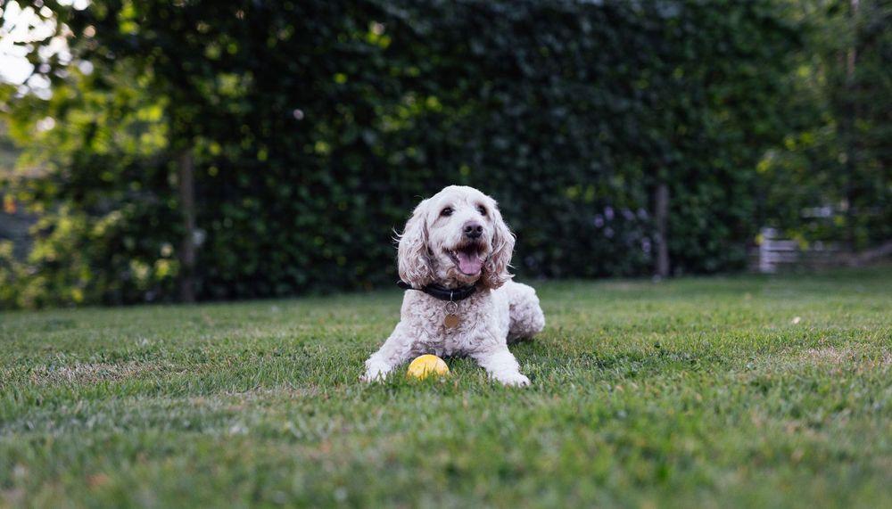 the-best-dog-friendly-days-out-in-herefordshire-paws-stay