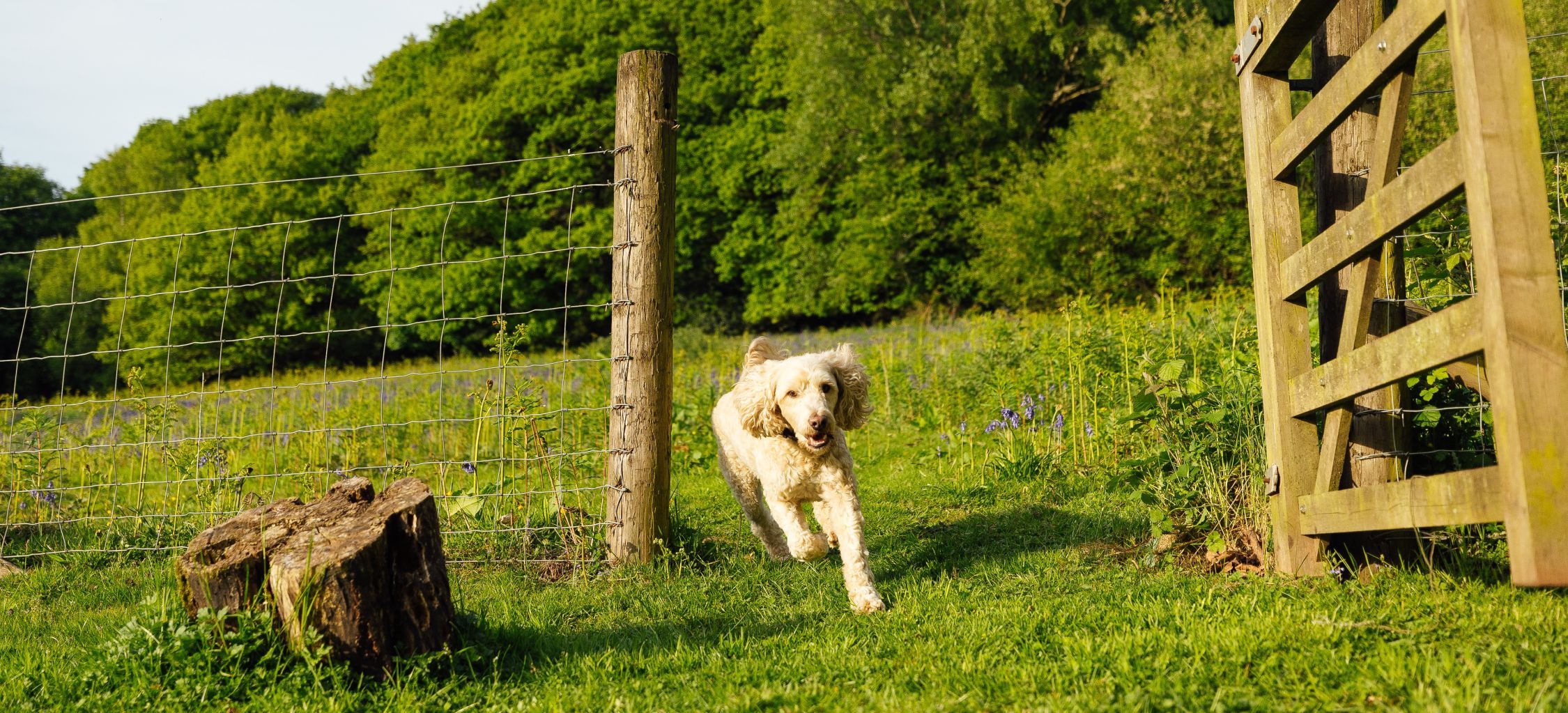 Dog friendly Holidays With Hot Tubs Paws Stay dog-friendly-holidays-with-hot-tubs-paws-stay