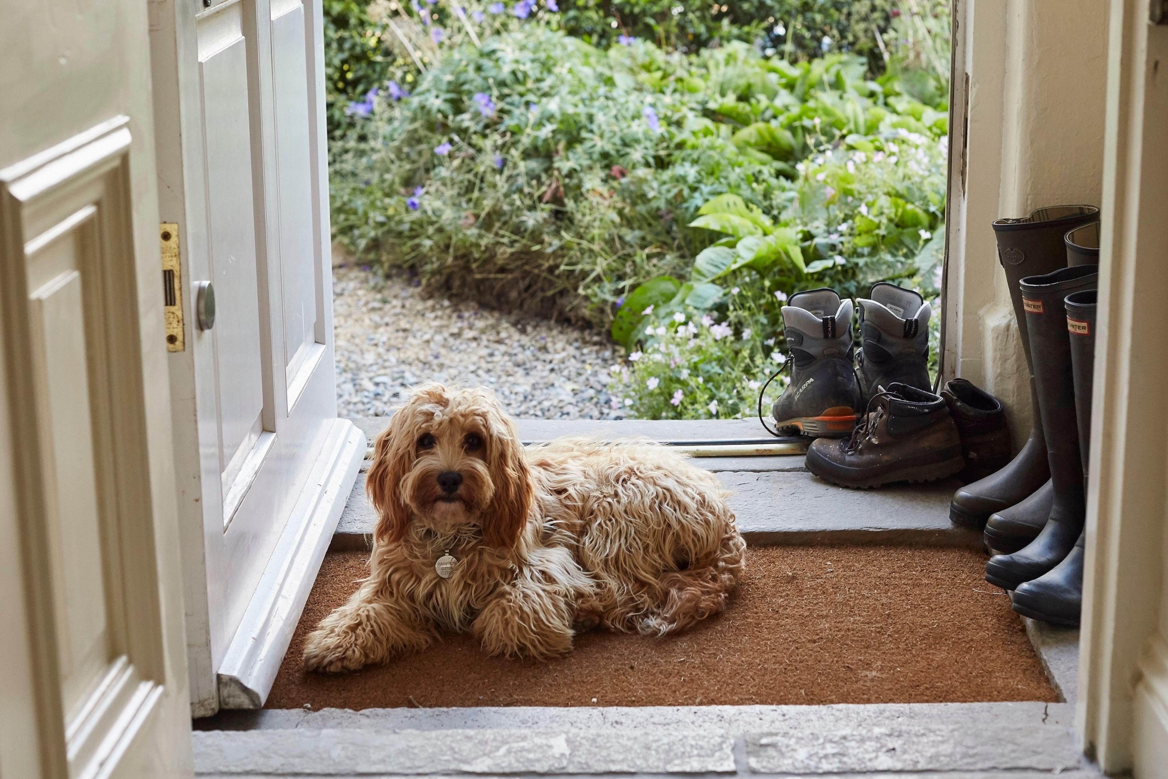 Dog-friendly places to stay | Paws & Stay