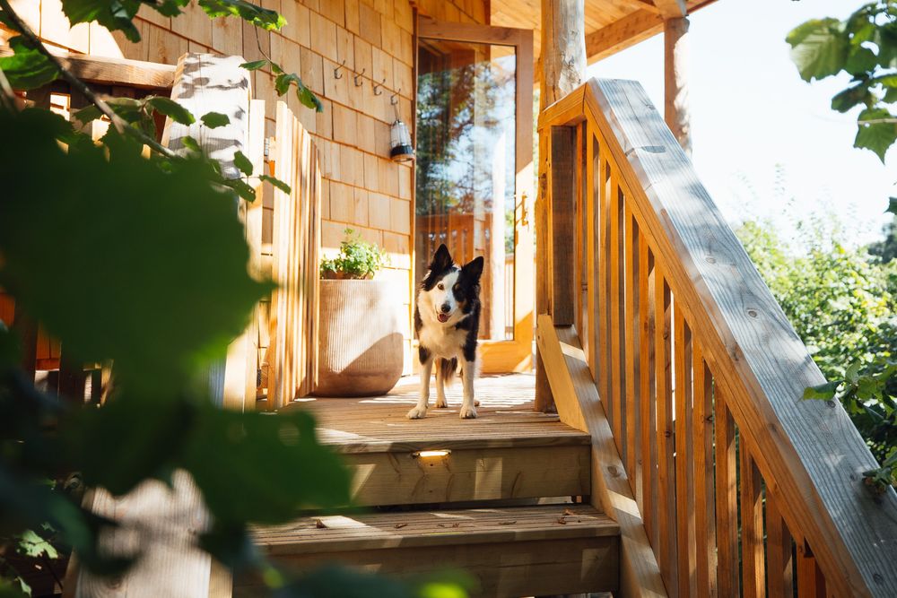 Dog-friendly holidays in the UK by Paws & Stay | Paws & Stay