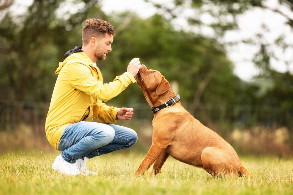 Easy dog training tips from dog behaviourist, Dogtor Adem | Paws & Stay