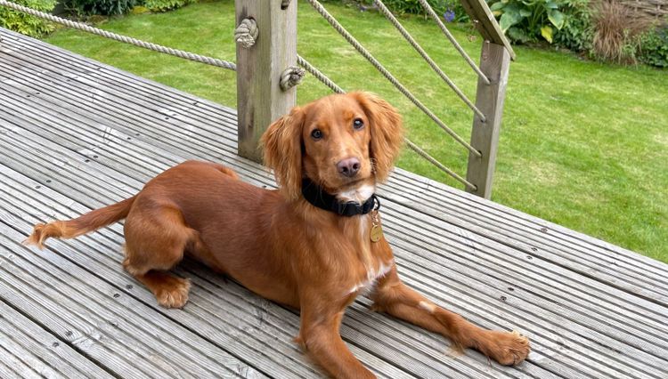 The Forge, Wales | Paws & Stay