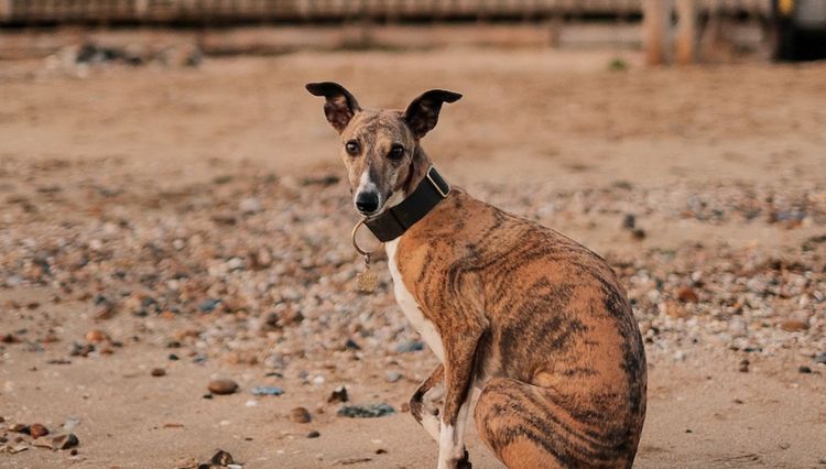 Sandy Toes Beach House, Kent | Paws & Stay