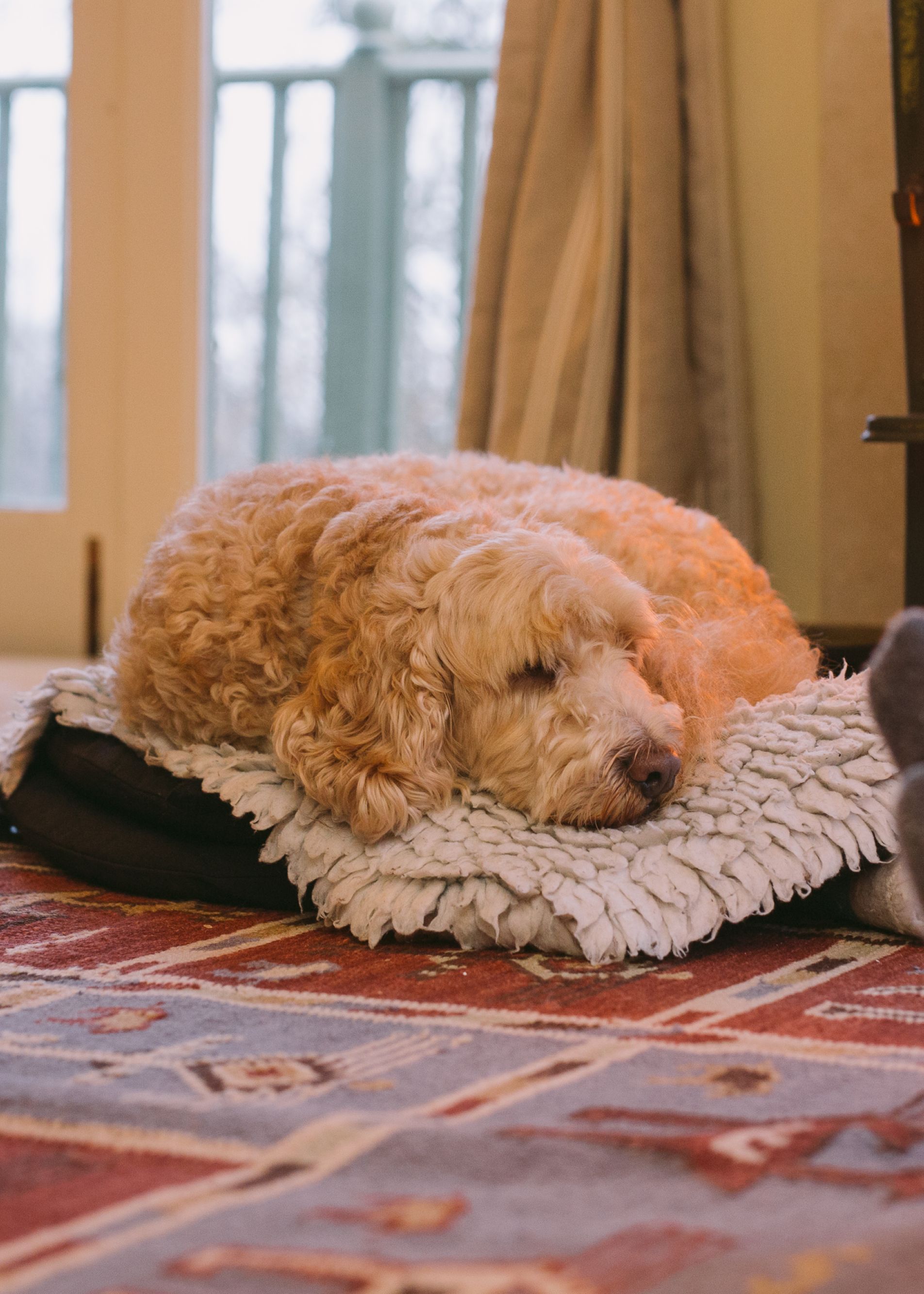 Dog-friendly holidays by Paws & Stay | Paws & Stay