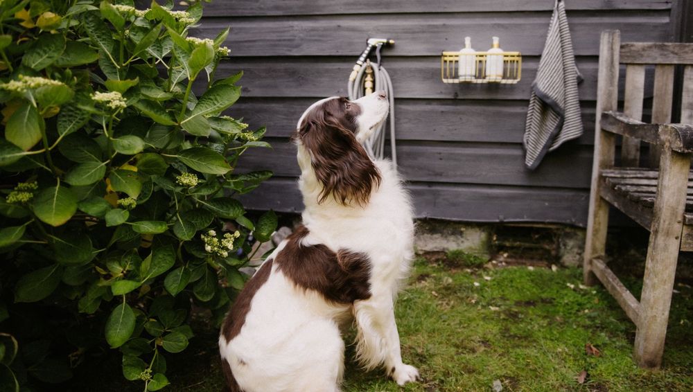 The Batman's Summerhouse, Devon | Paws & Stay