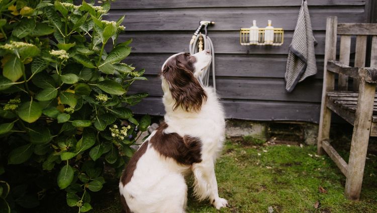 The Batman's Summerhouse, Devon | Paws & Stay